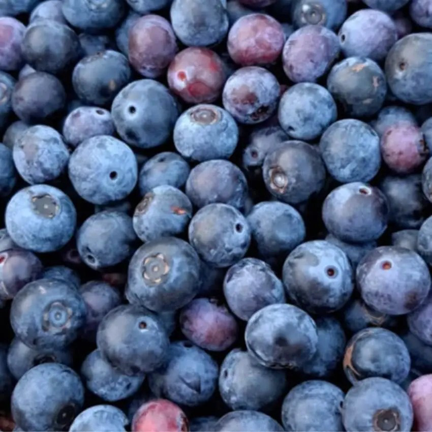 BLUEBERRY’NİN ANA VATANI, YETİŞTİRİCİLİĞİ VE YARARLARI | BİZ BİZE