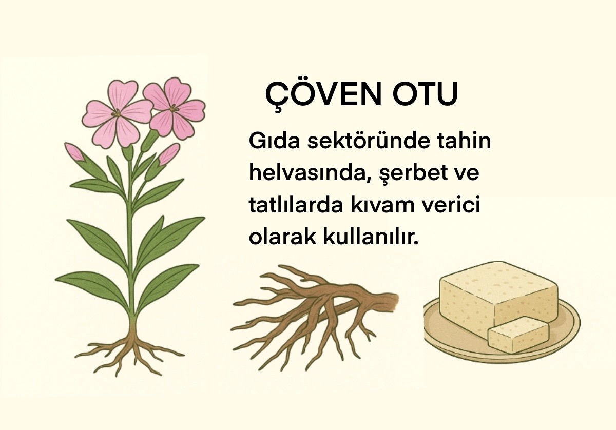 ÇÖVEN OTU NEDİR? KULLANIM ALANLARI, FAYDALARI VE OLASI ZARARLARI | BİZ BİZE